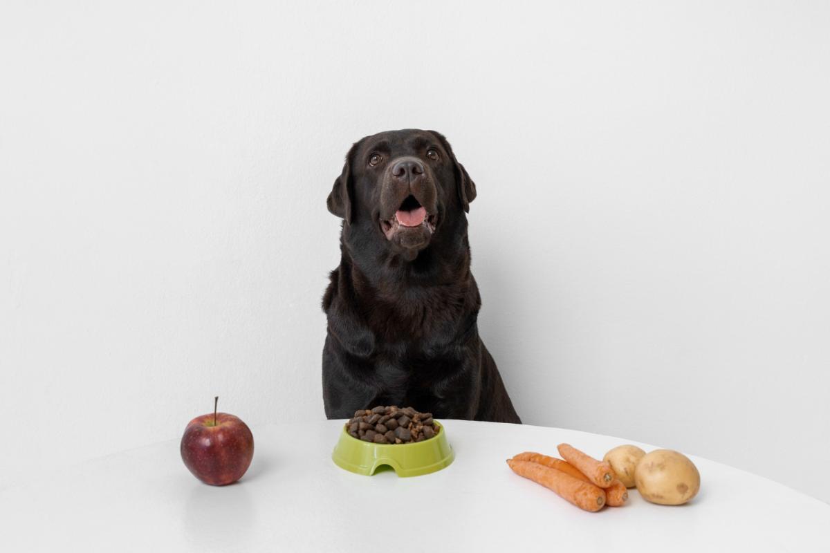 Nutrición Canina: El Arte de Cuidar a tu Mejor Amigo desde el Plato ...